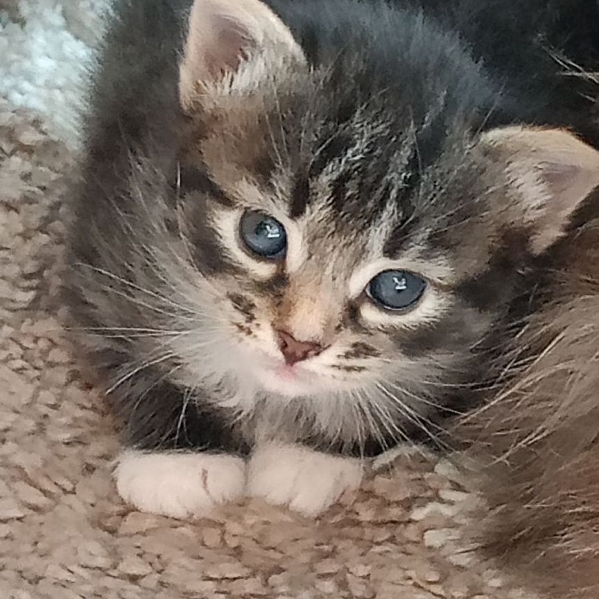 Котята от домашней кошки
