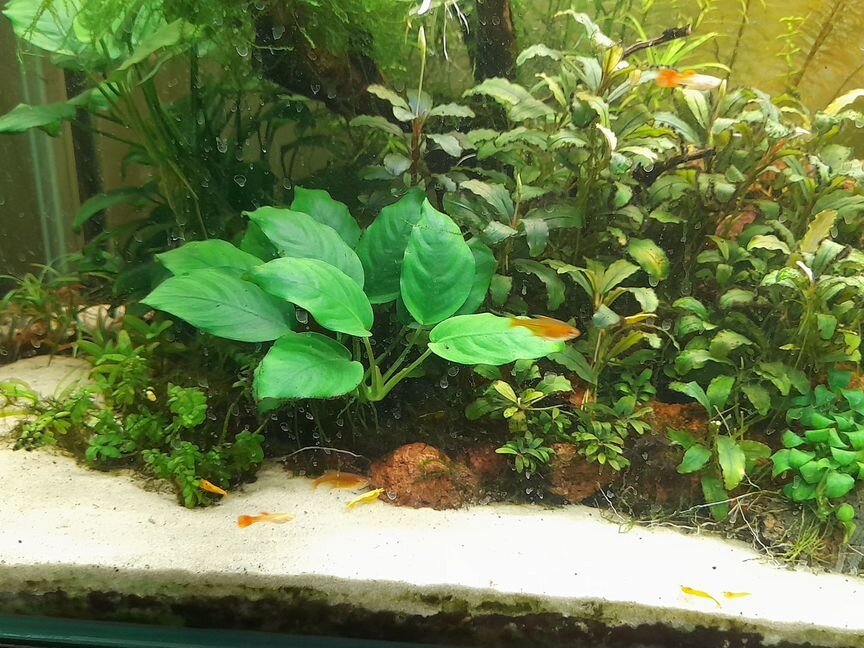 Продам анубиас