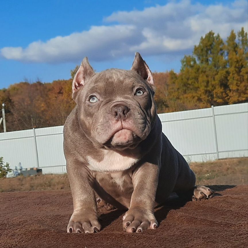 Американский булли