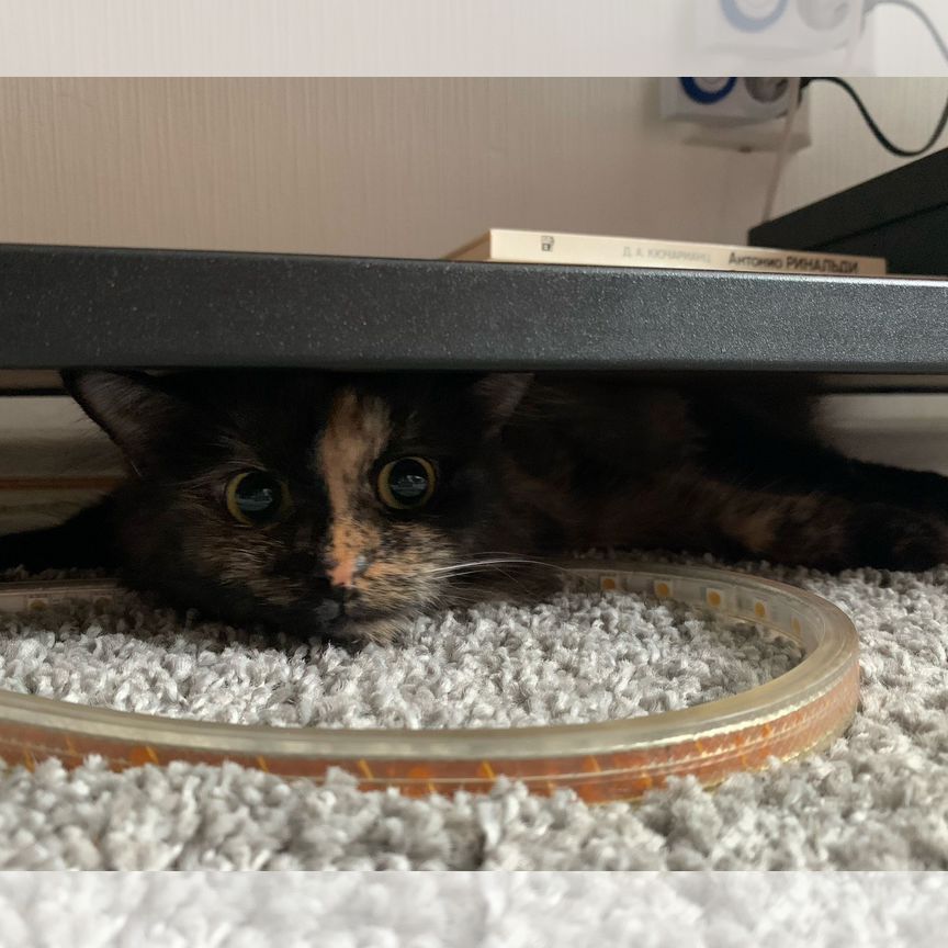 Взрослая, кошка в добрые руки