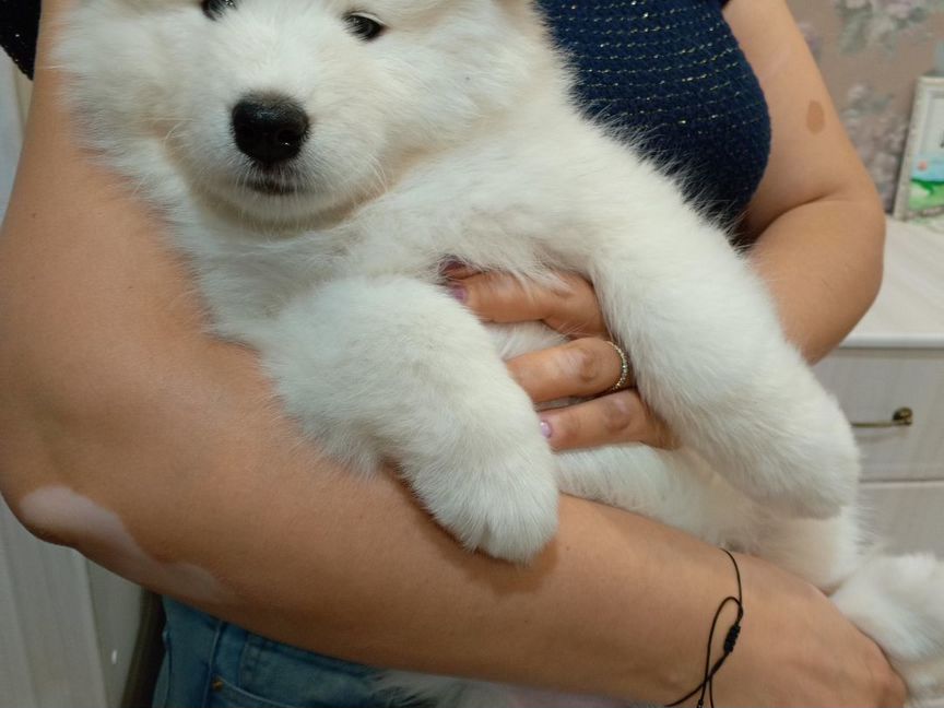 Щеночки самоедики в медвежем типе