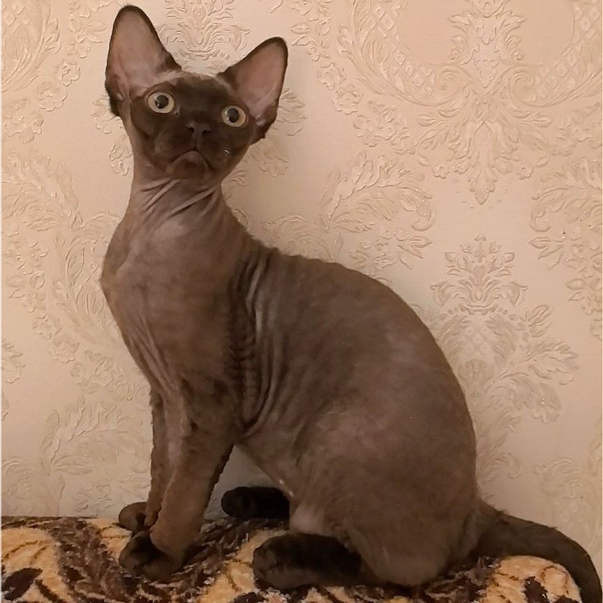 Девон-рекс котёнок