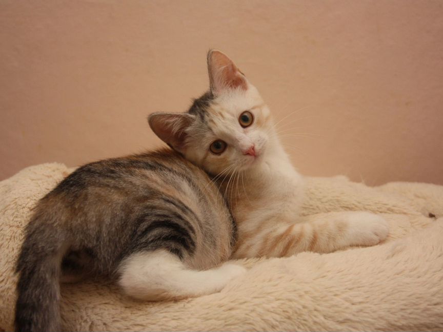 Котенок Малышка