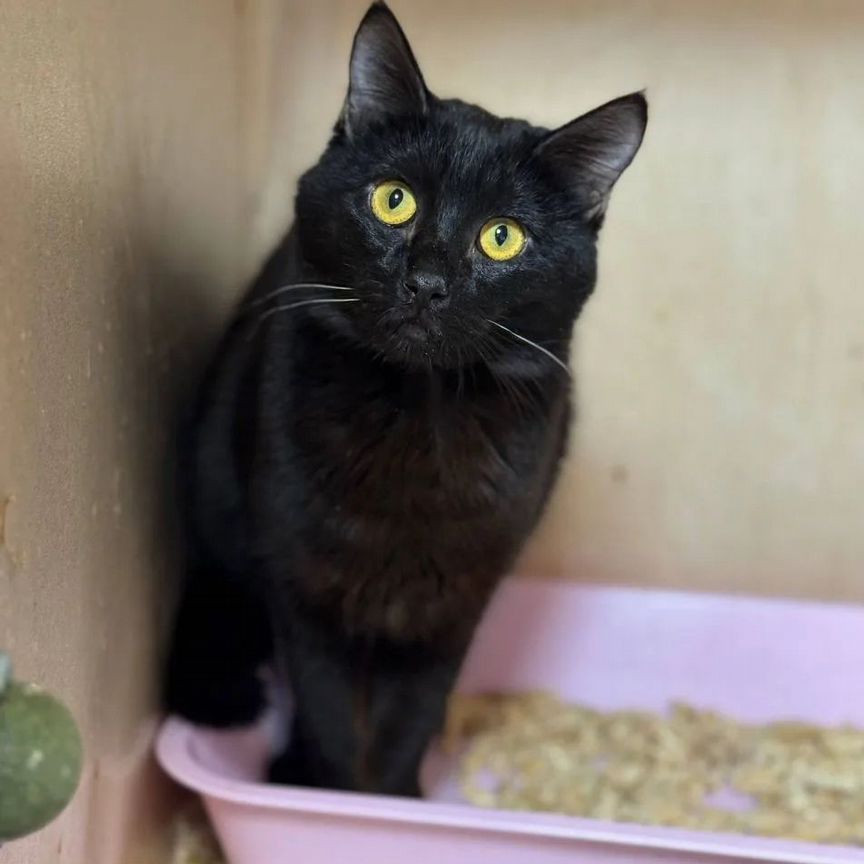 Взрослая, кошка в добрые руки