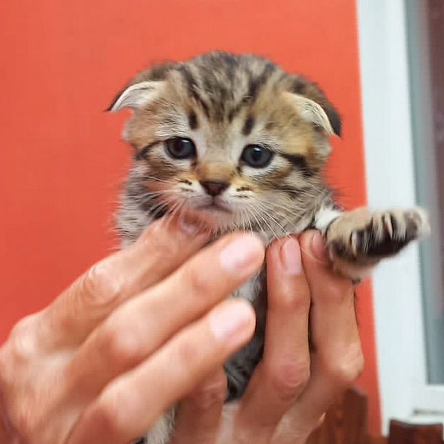 Котята в добрые руки даром бесплатно