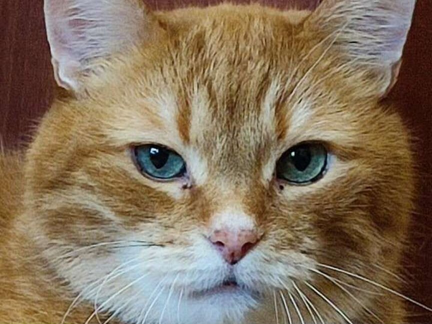 Роскошные рыжий и белый кот ищут дом