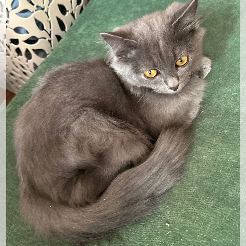 Русский голубой котёнок