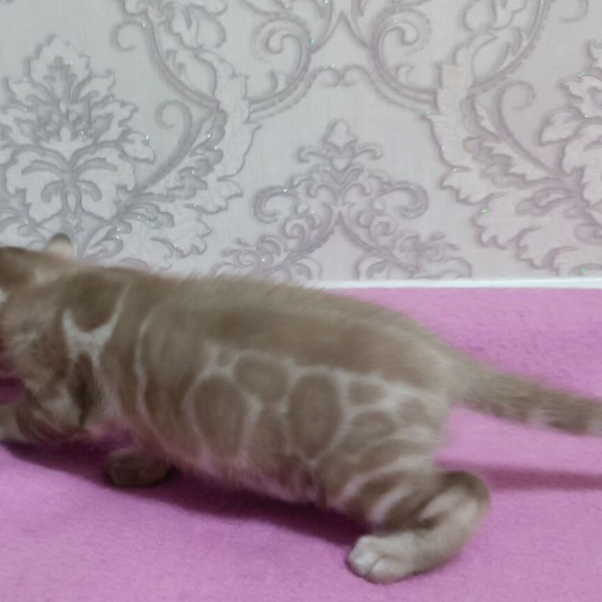 Котик бенгал снежного окраса