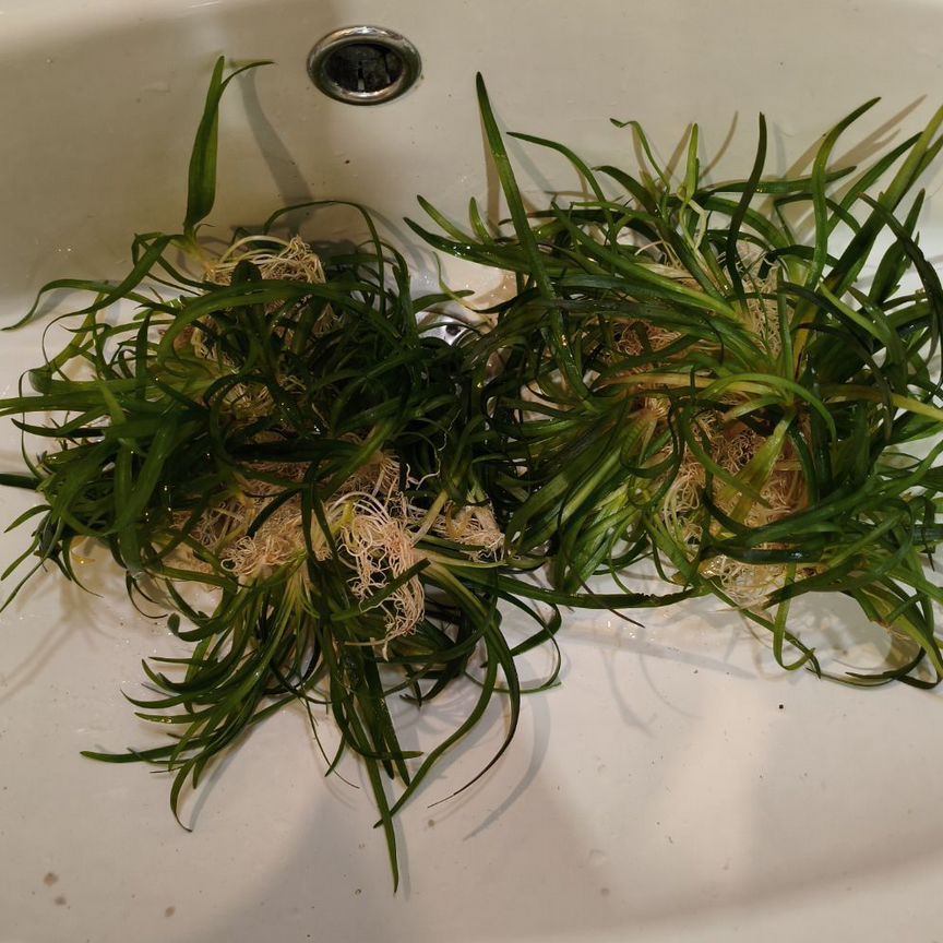 Валлиснерия для аквариума