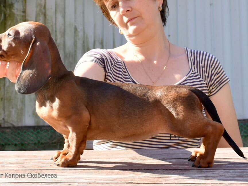 Такса гладкошерстная стандартная