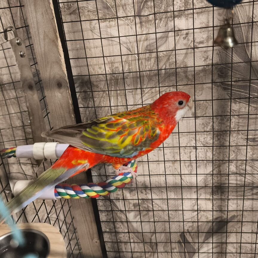 Попугай розелла