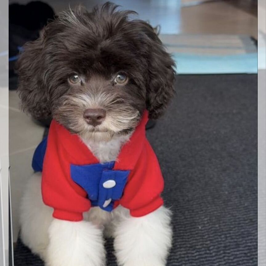 Той-пудель мини