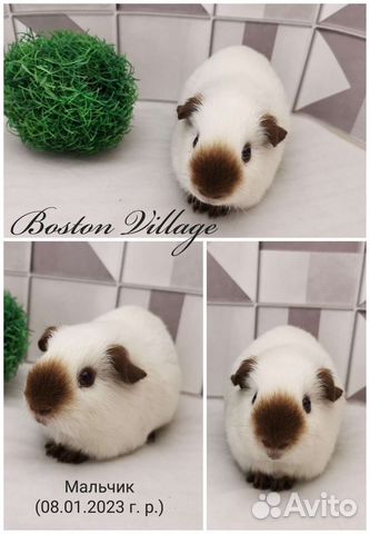 Морская свинка мальчик Калифорния