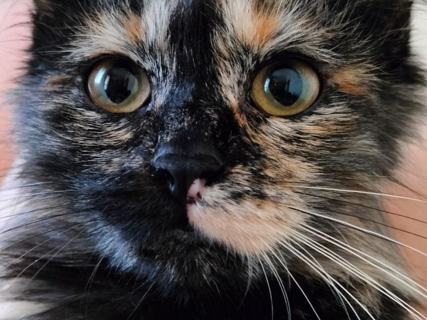 Котенок девочка