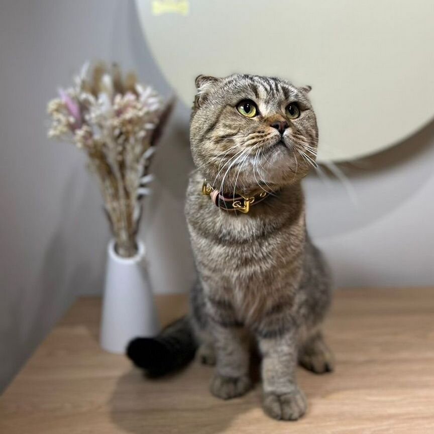 Обворожительный шотландский вислоух ищет кошку