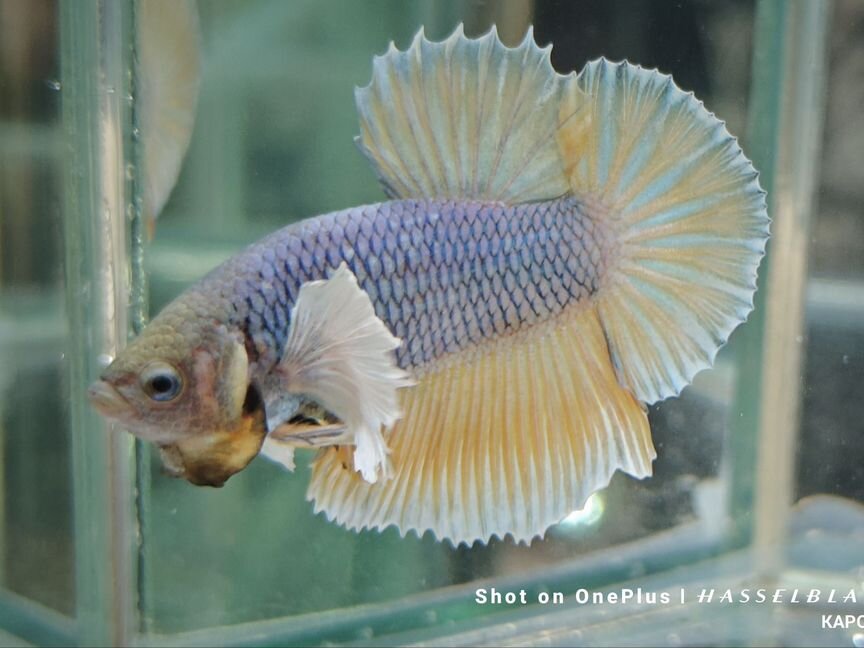 Рыбка петушок плакаты,гиганты,супер Дамбо