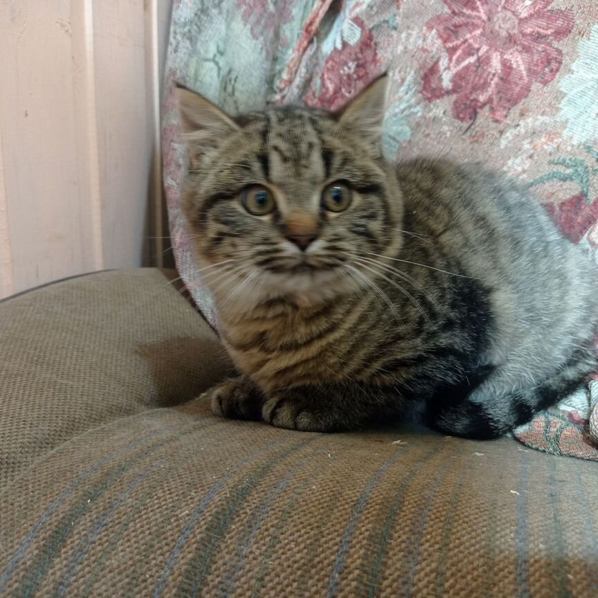 Котята в добрые руки бесплатно