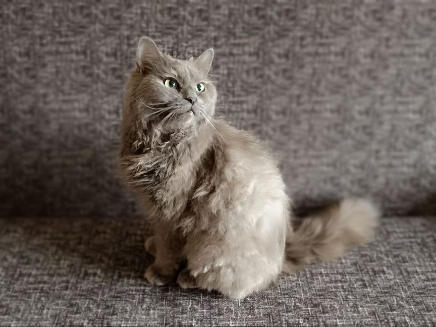 Кошечка в добрые руки