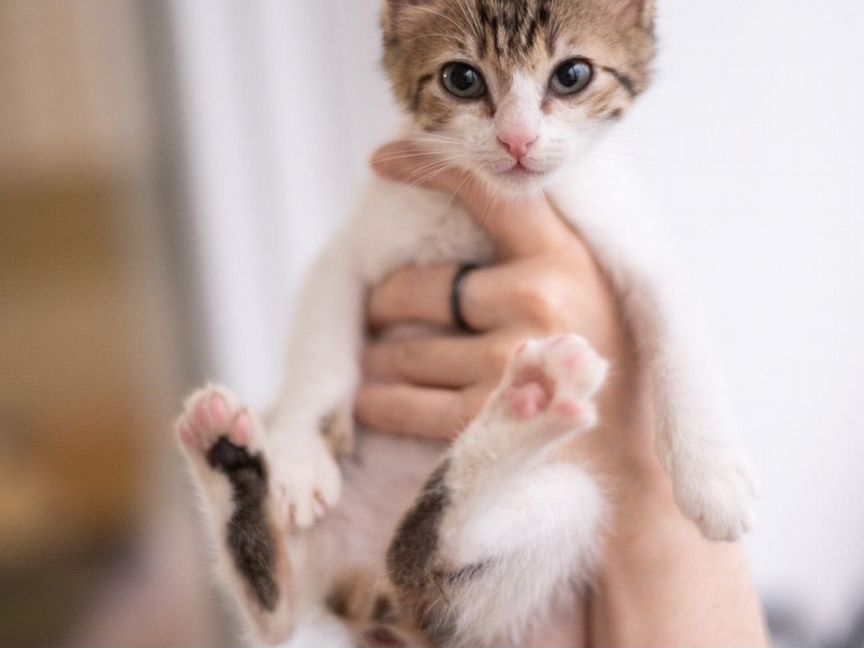 Котенок в добрые руки