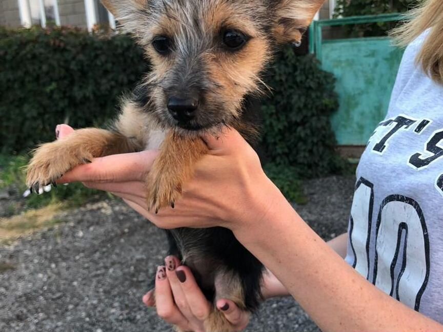 Ася маленькая собачка 6 мес