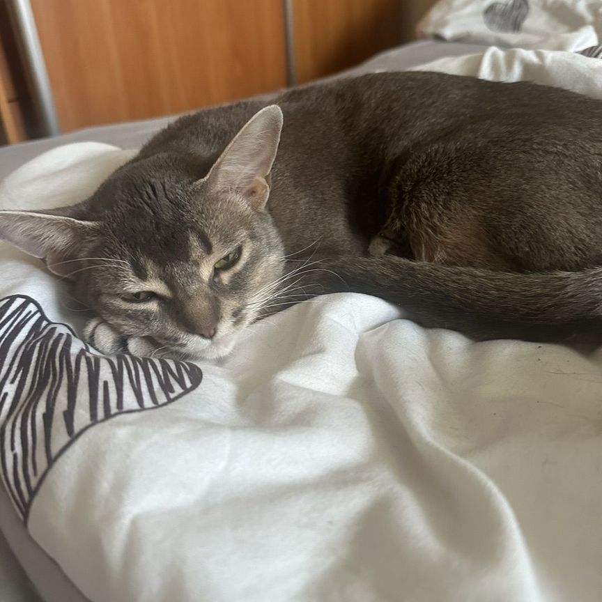 Абесинская кошка в добрые руки