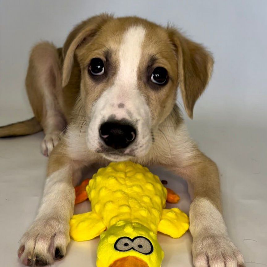 Щенки в добрые руки