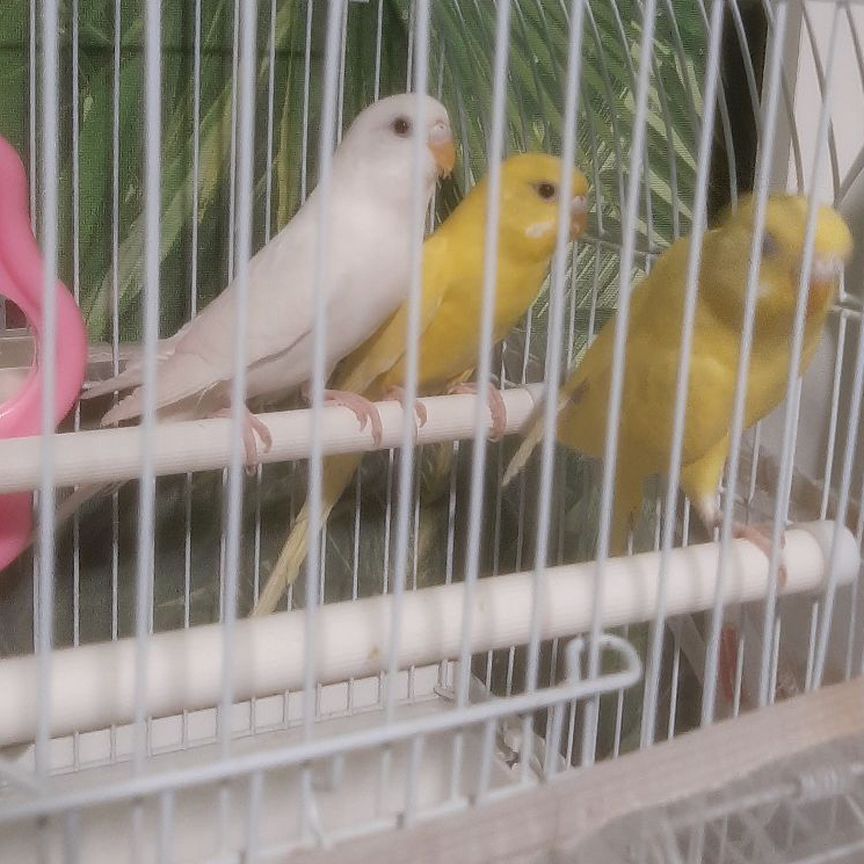 Попугай и амадины