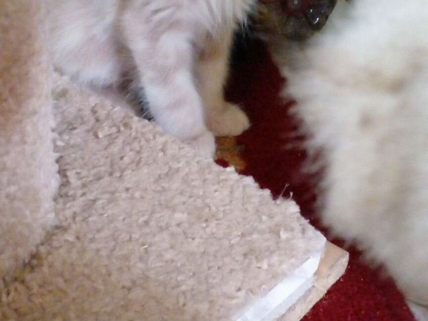 Котята-кунята