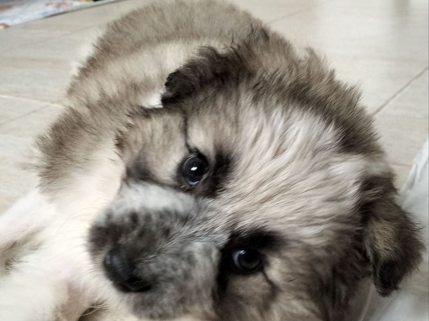 Луя, золотой ребёнок 3 мес