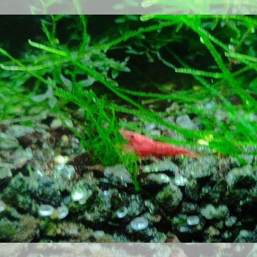 Креветки вишни и два красных неона