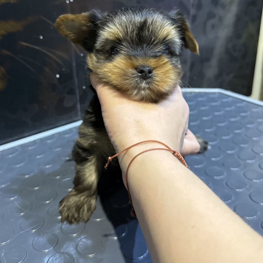 Йоркширский терьер, щенок