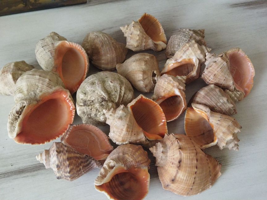 Морские ракушки