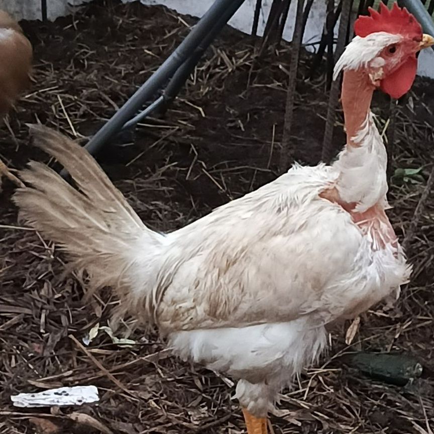 Куры голошейки