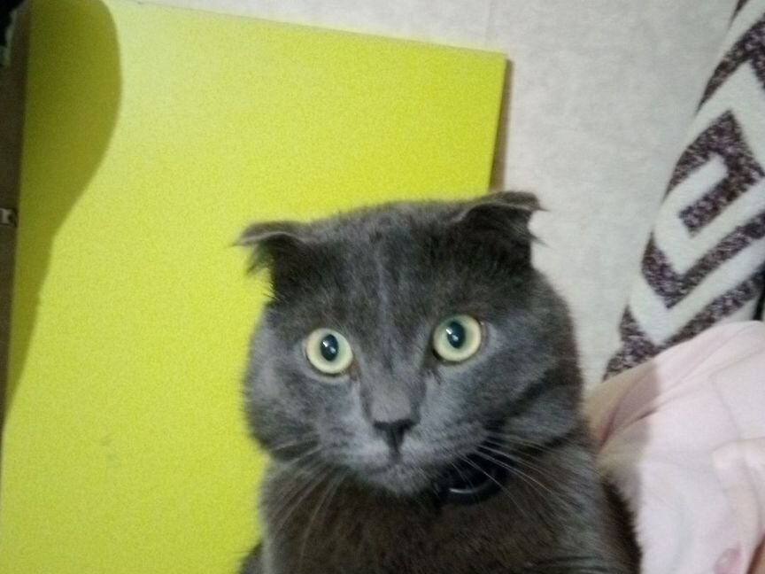 Шотландец вислоухий кот