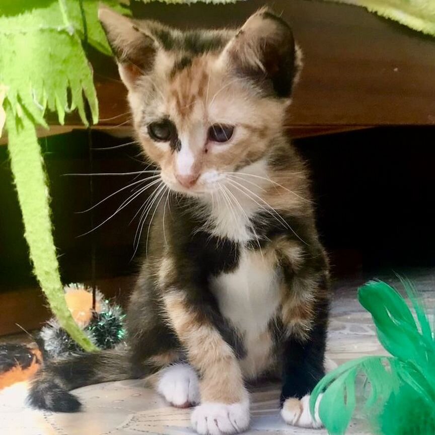 Трехцветочка котенок девочка
