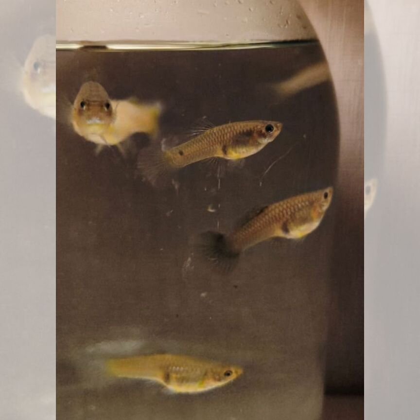 Аквариумные рыбки гуппи