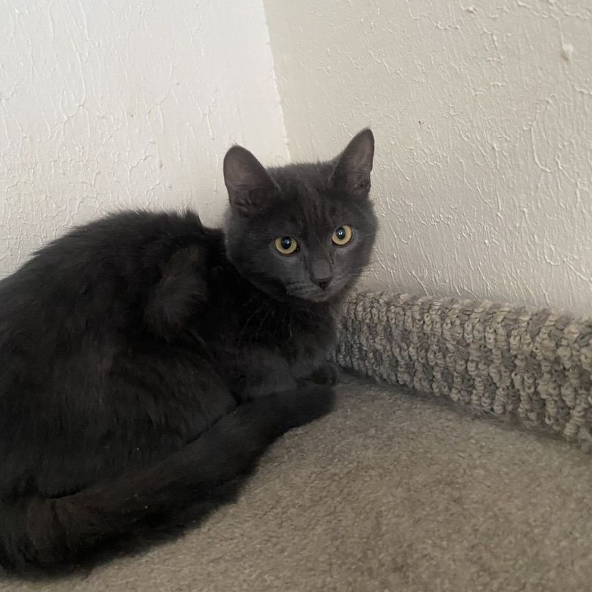 Котенок