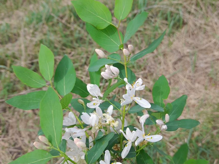 Гусыня с гусятами