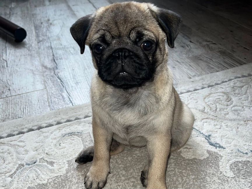 Щенки мопса