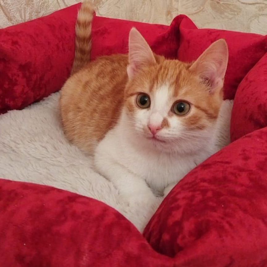 Котенок в добрые руки