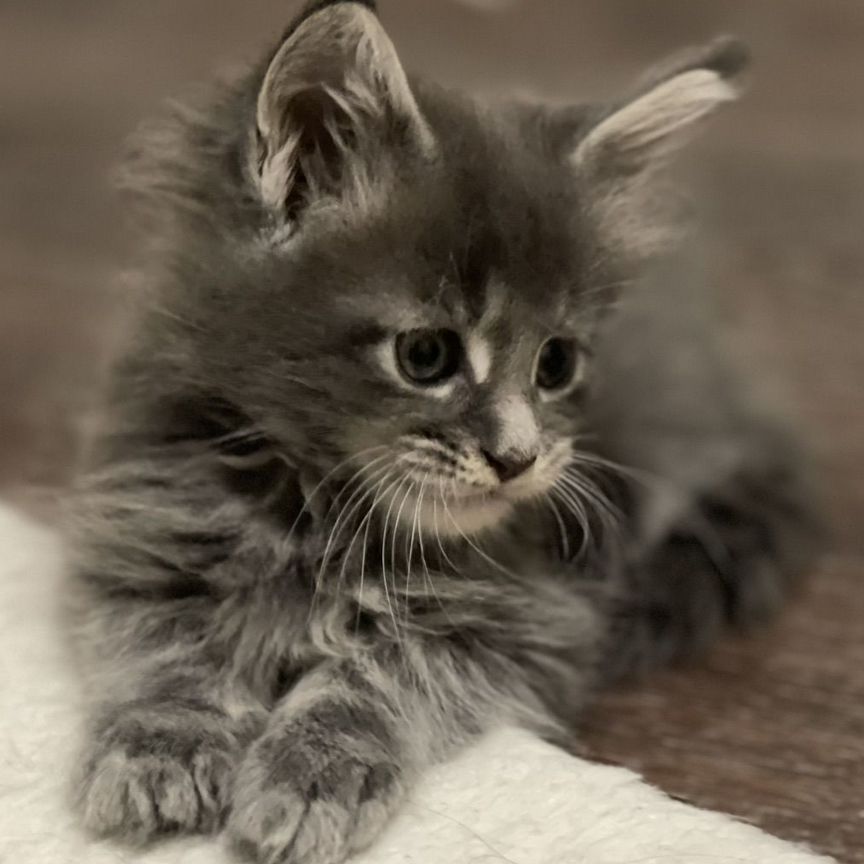 Котенок мальчик мейн-кун