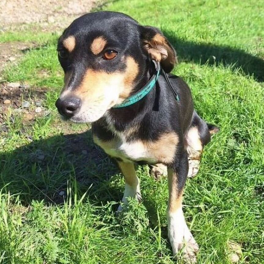 Взрослая собака в добрые руки