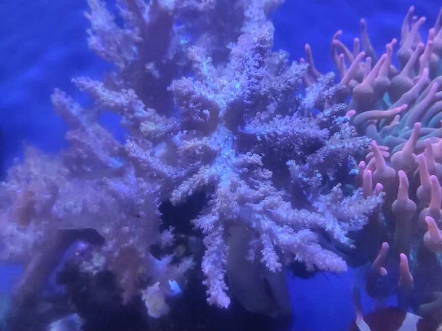 Синулярия мягкий коралл в морской аквариум