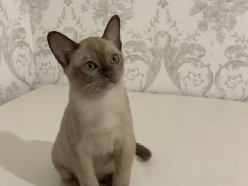 Бурманские котята