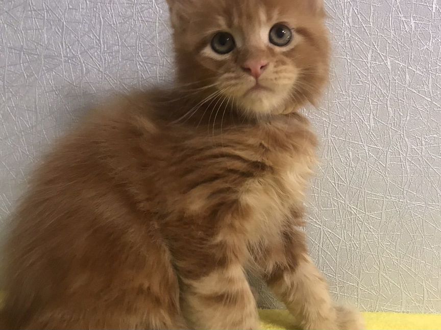 Коты мейнкуны