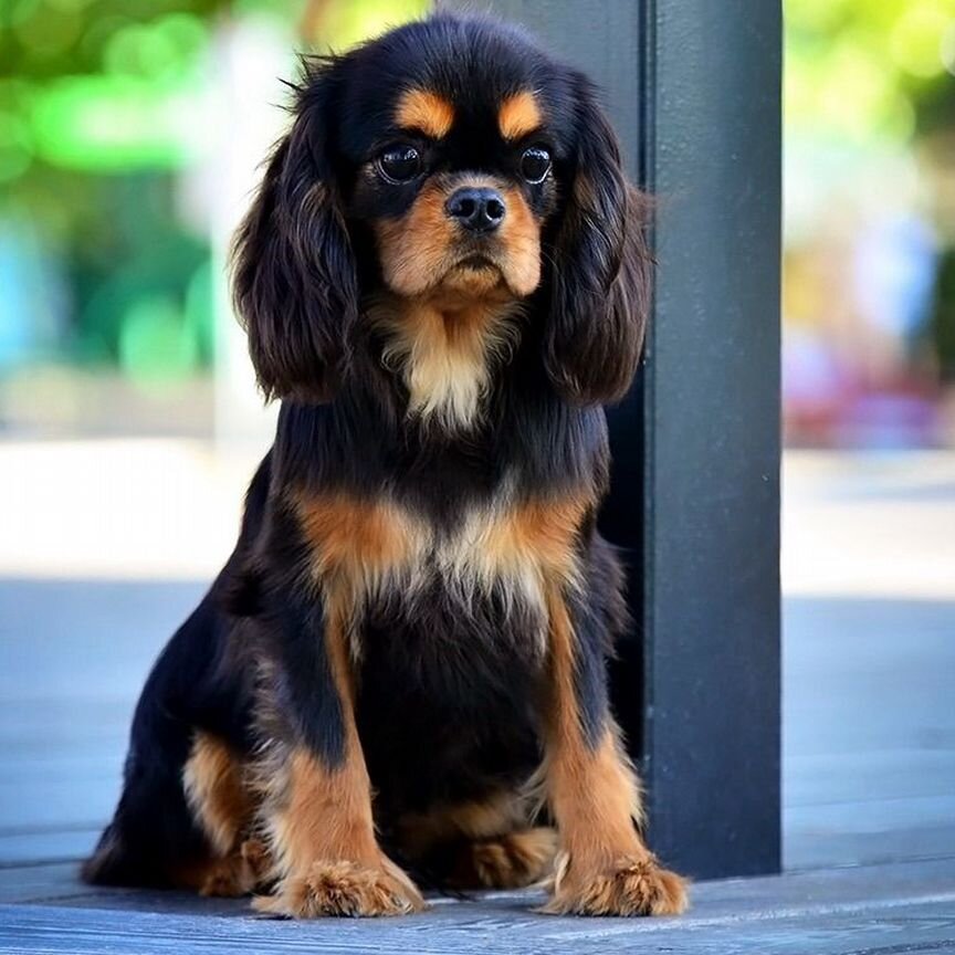 Чудесный парень кавалер киен чарльз спаниель