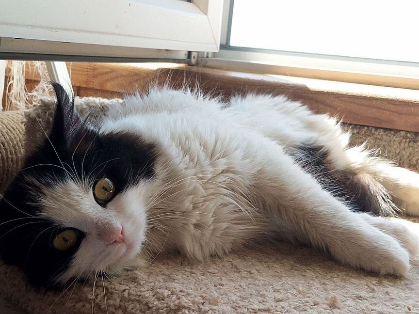 Котенок девочка ищет дом