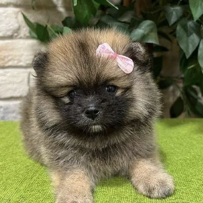 Немецкий шпиц