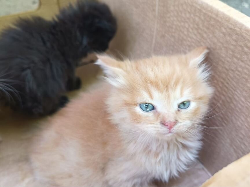 Пушистые котята