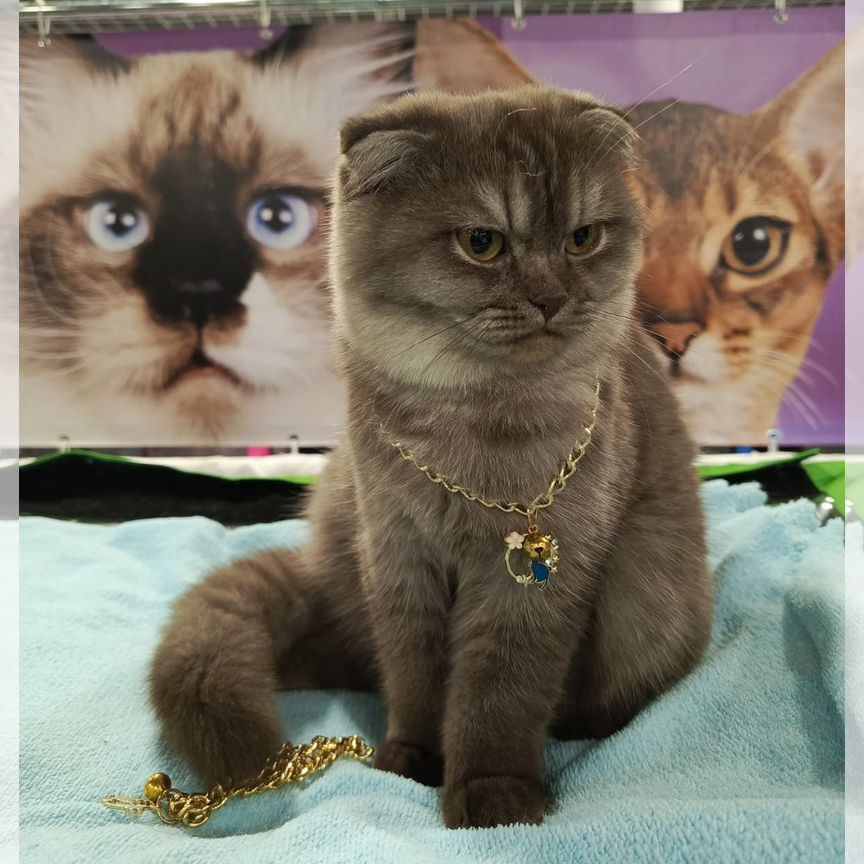 Шотландский вислоухий короткошёрстный котёнок